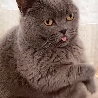 『13万いいね突破』猫が舌を出しながら両手を出したら…"ちょいちょい"と動かす姿が可愛すぎると反響「顔がw」「ダンサー」の声 | Cube ニュース