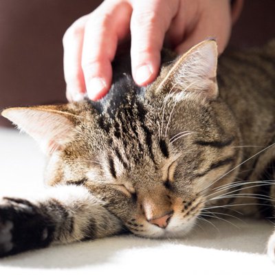 愛猫の暮らしを『ワンランクあげる』ためのアイデア4選 今すぐやりたい、愛猫のQOLをあげる方法 | Cube ニュース