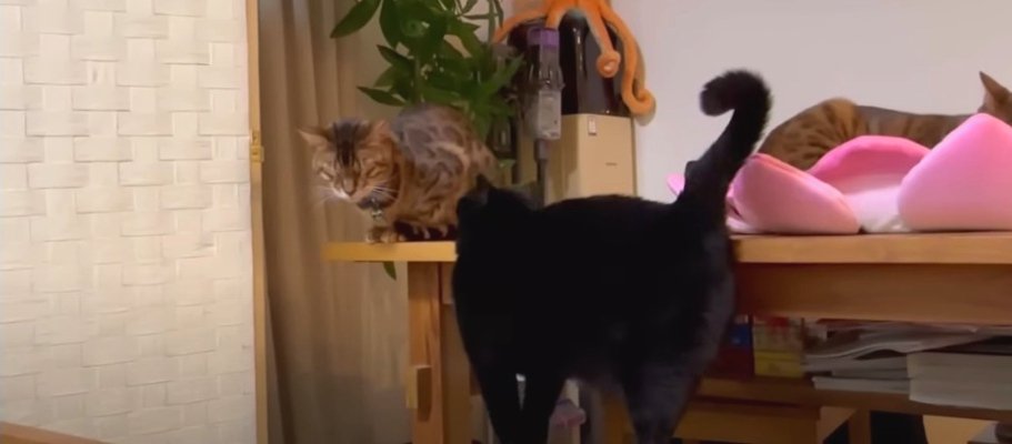 パワーをもらって好きな子にアタックする黒猫ちゃん！ | Cube ニュース