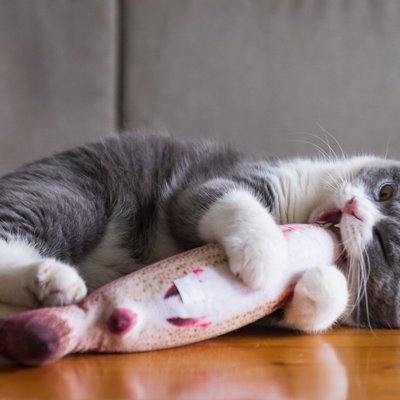 猫があなたを『遊びに誘っている』5つのサイン 信頼関係がもっと深まる応え方とは？ | Cube ニュース