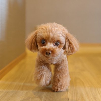 愛犬が『ずっとついてくる』心理5つ 飼い主につきまとうのはなぜ？やめさせた方がいいの？ | Cube ニュース